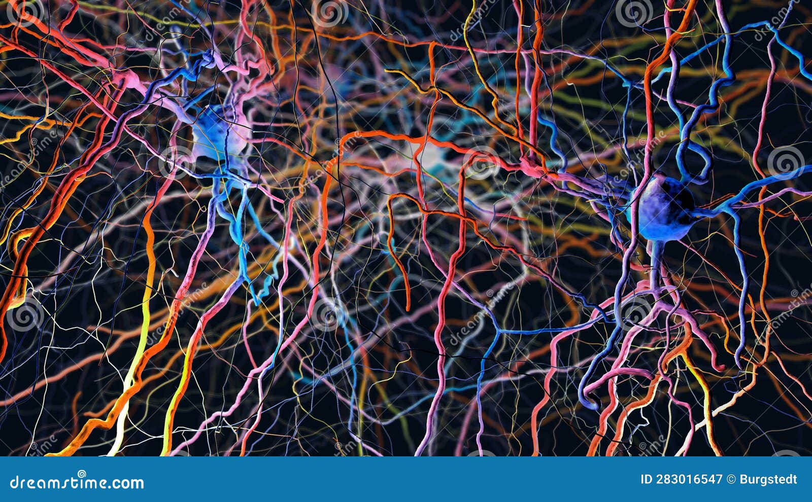 Neurons or Nerve Cells Connected in Neuronal Network Stock Illustration ...