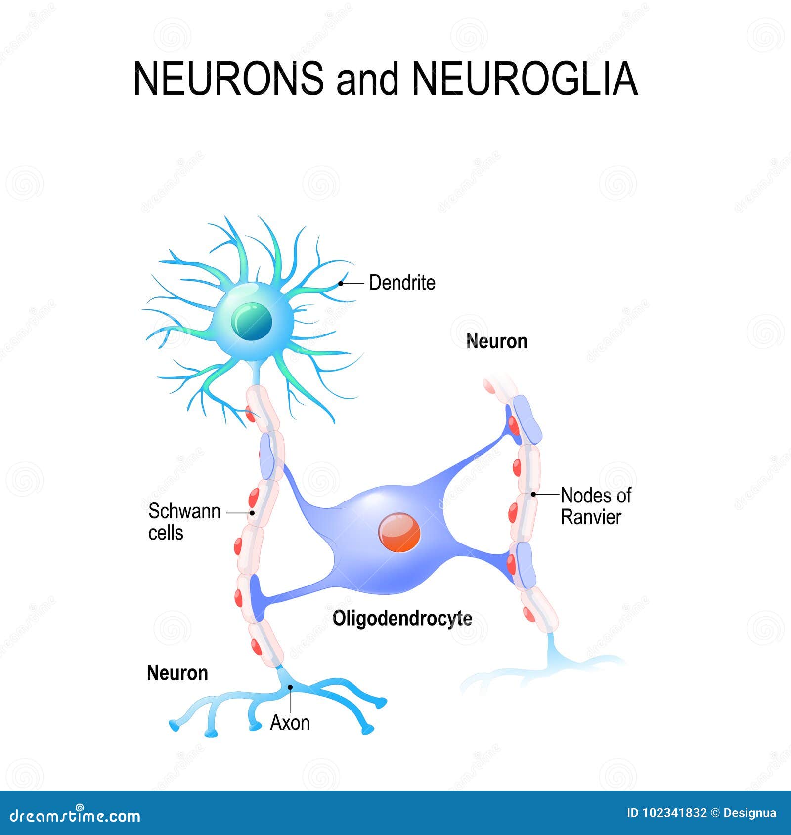Neurons and neuroglia stock vector. Illustration of alzheimer - 102341832 Neurons and neuroglia stock vector. Illustration of alzheimer - 102341832