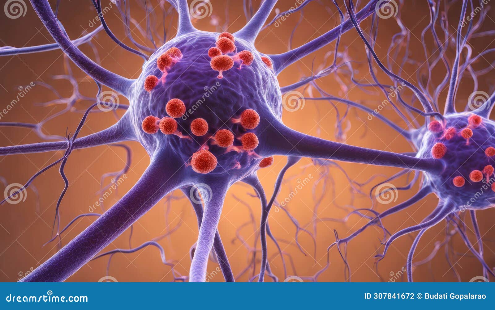 Neurons with Red-labeled Synapses, a Key Component in Neural ...