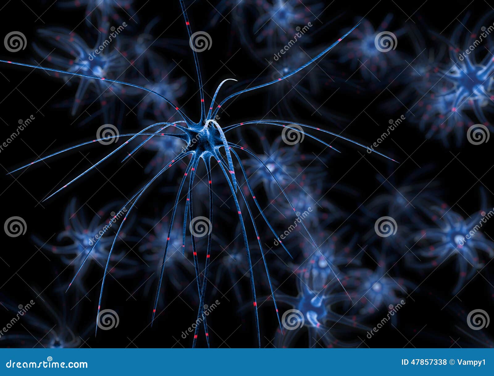 Neurons Synapse Function Body Brain Section Royalty-Free Stock ... Neurons Synapse Function Body Brain Section Royalty-Free Stock ...