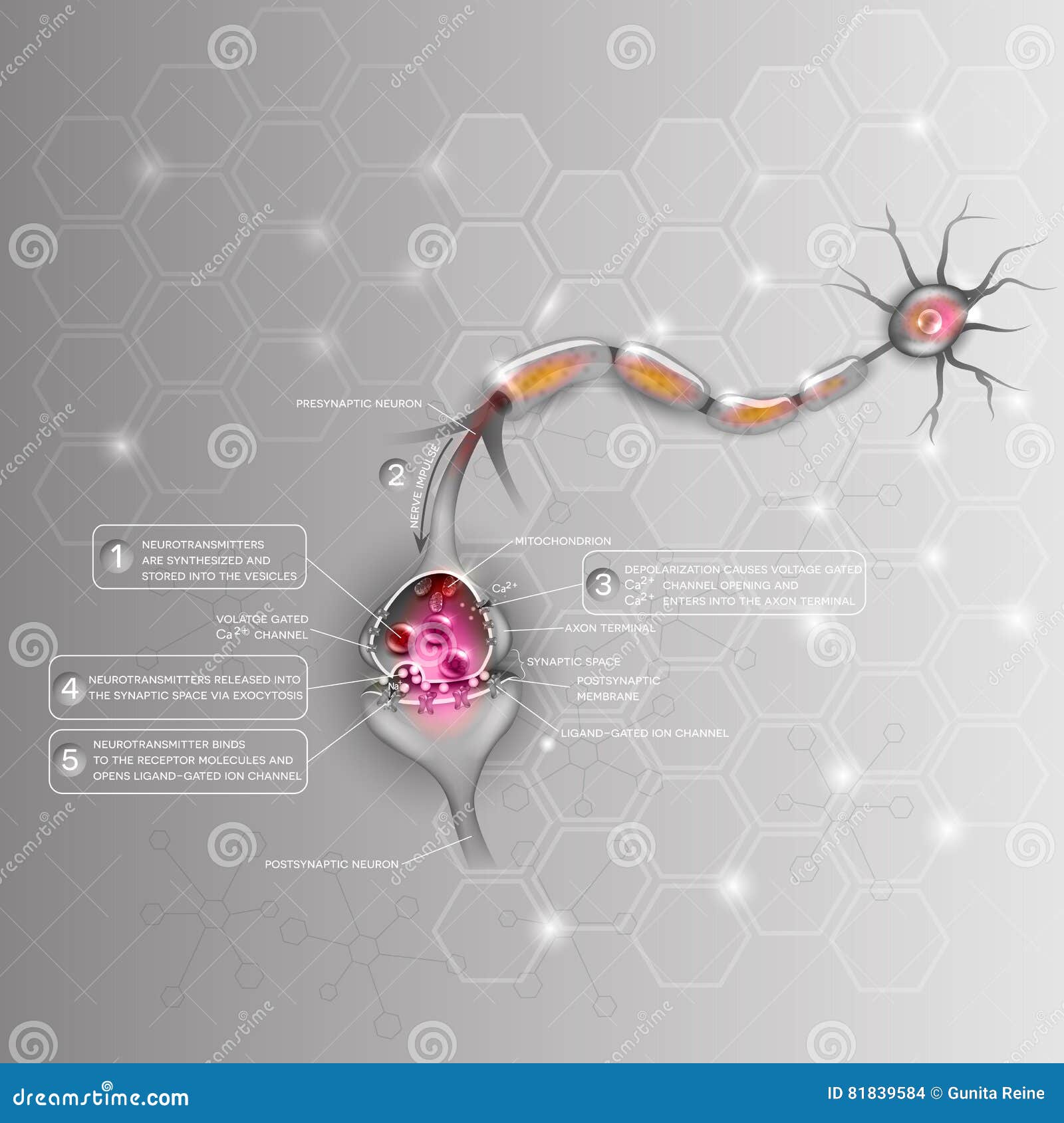 Illustration Of Neuron Anatomy. Vector Infographic Neuron, Nerve Cell ... Illustration Of Neuron Anatomy. Vector Infographic Neuron, Nerve Cell ...