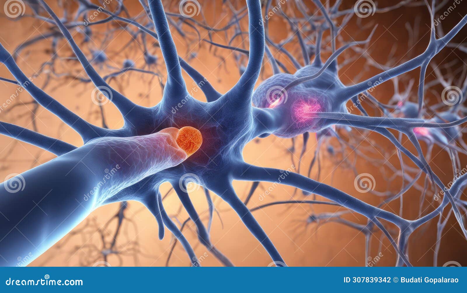 Neurons and Synapses in the Brain, with a Focus on Neurotransmission ...