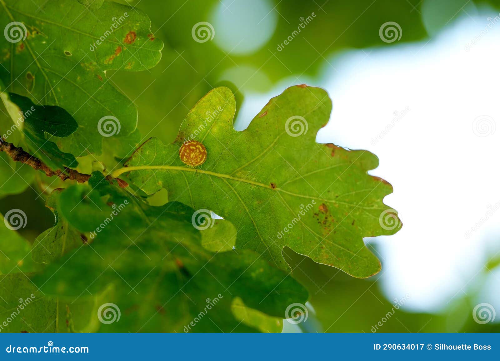 Neuroterus Numismalis, Gall Wasp on the Underside of a Oak Leaf Tree ...