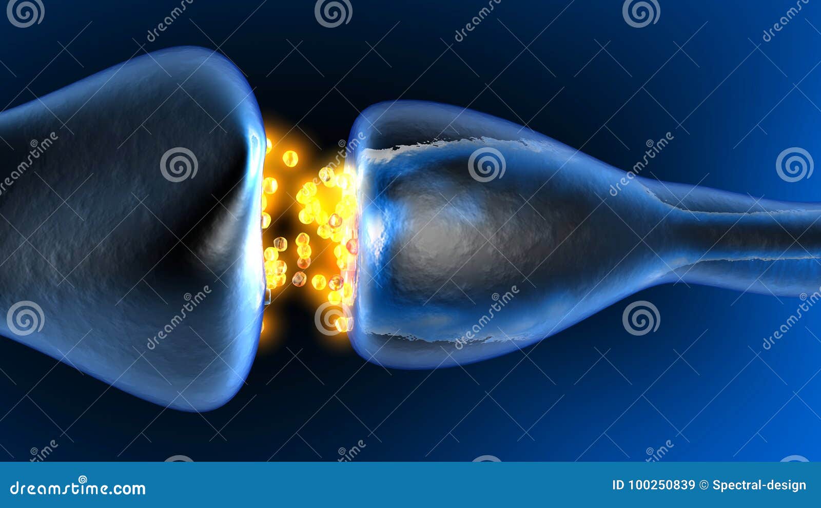 Neurotransmission in the Synapse Stock Illustration - Illustration of ...