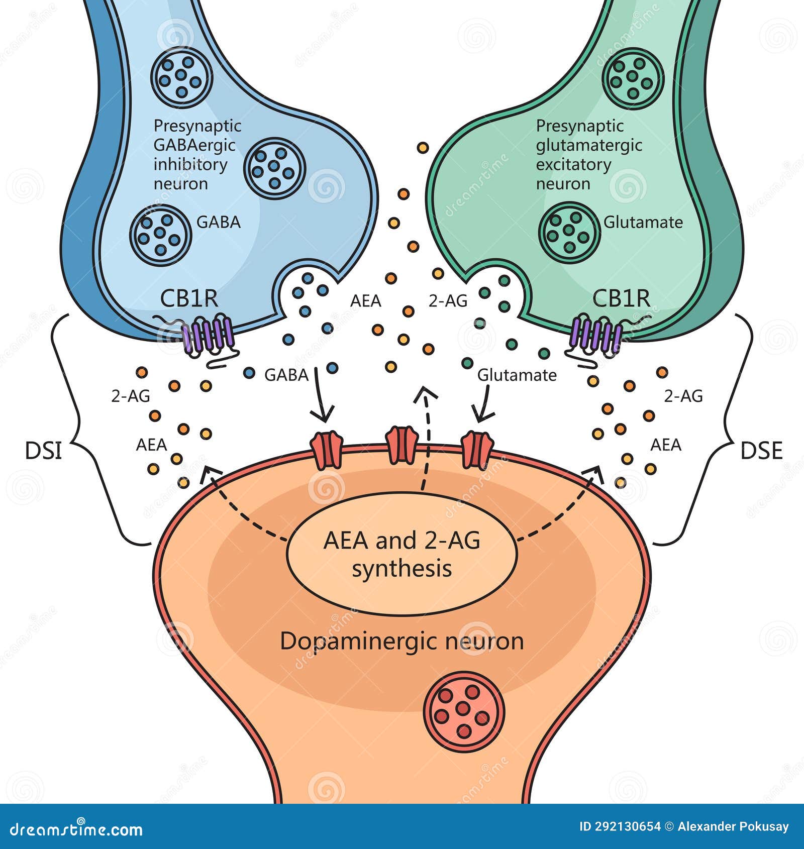 Neurotransmitter Interactions Diagram Science Stock Illustration ...