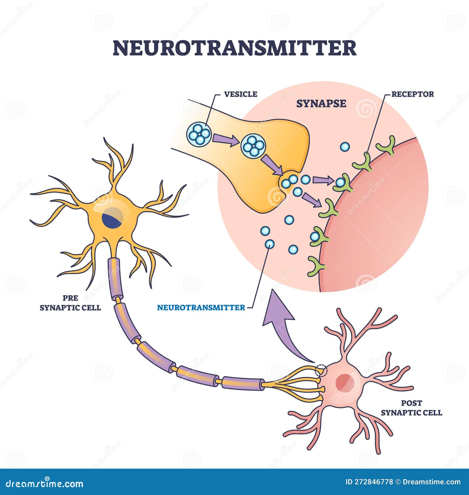 Neurotransmitters Mechanism Of Action Neurotransmitters Mechanism Of Action