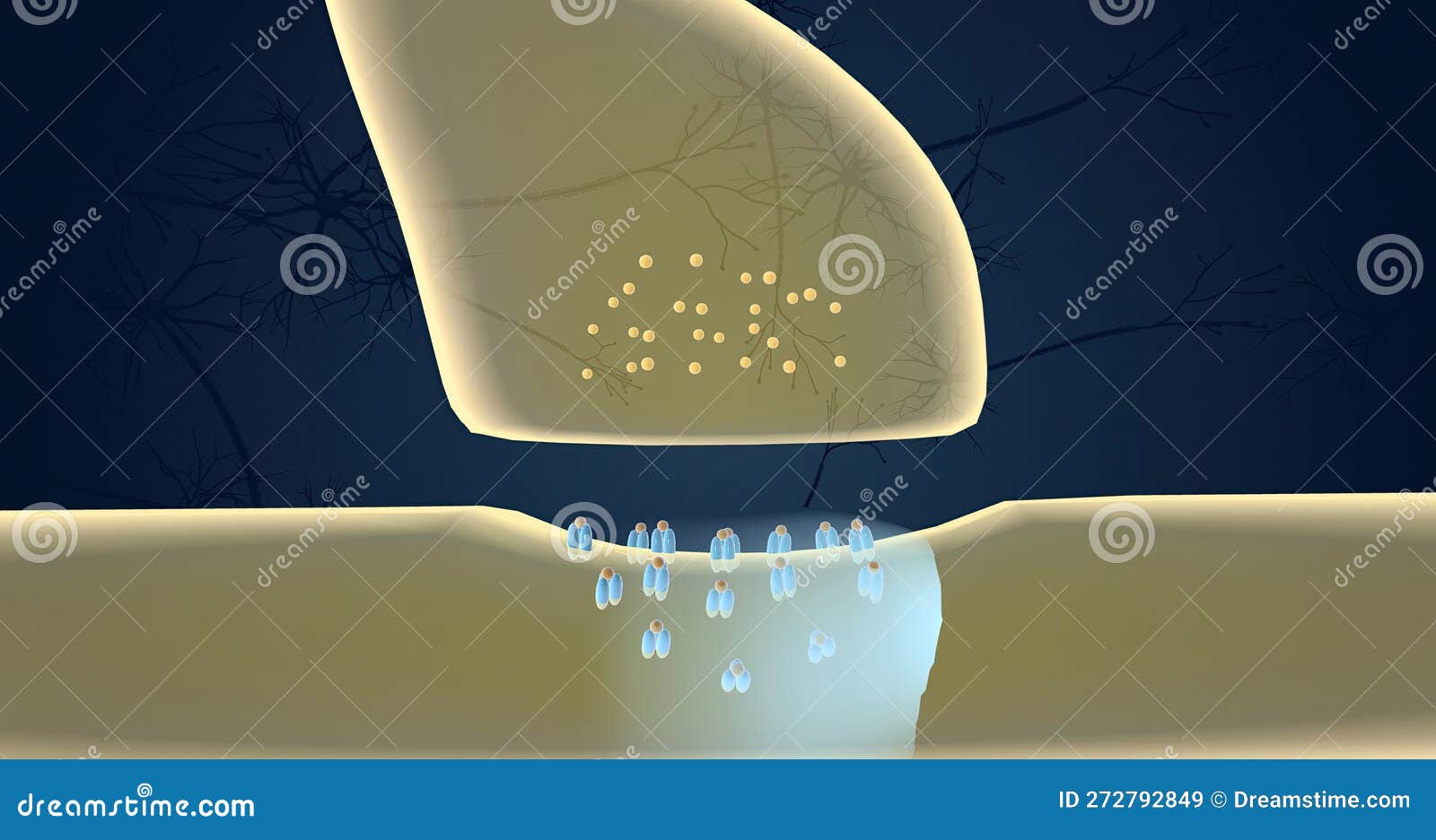 Neurotransmitter Release Mechanisms. Neurotransmitters Are Packaged Into Synaptic Vesicles ...