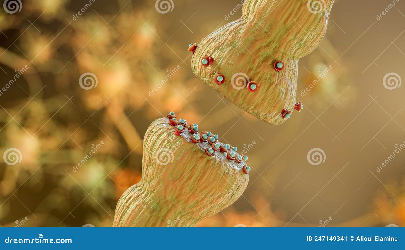 neurotransmitter release mechanisms. neurotransmitters are packaged ...