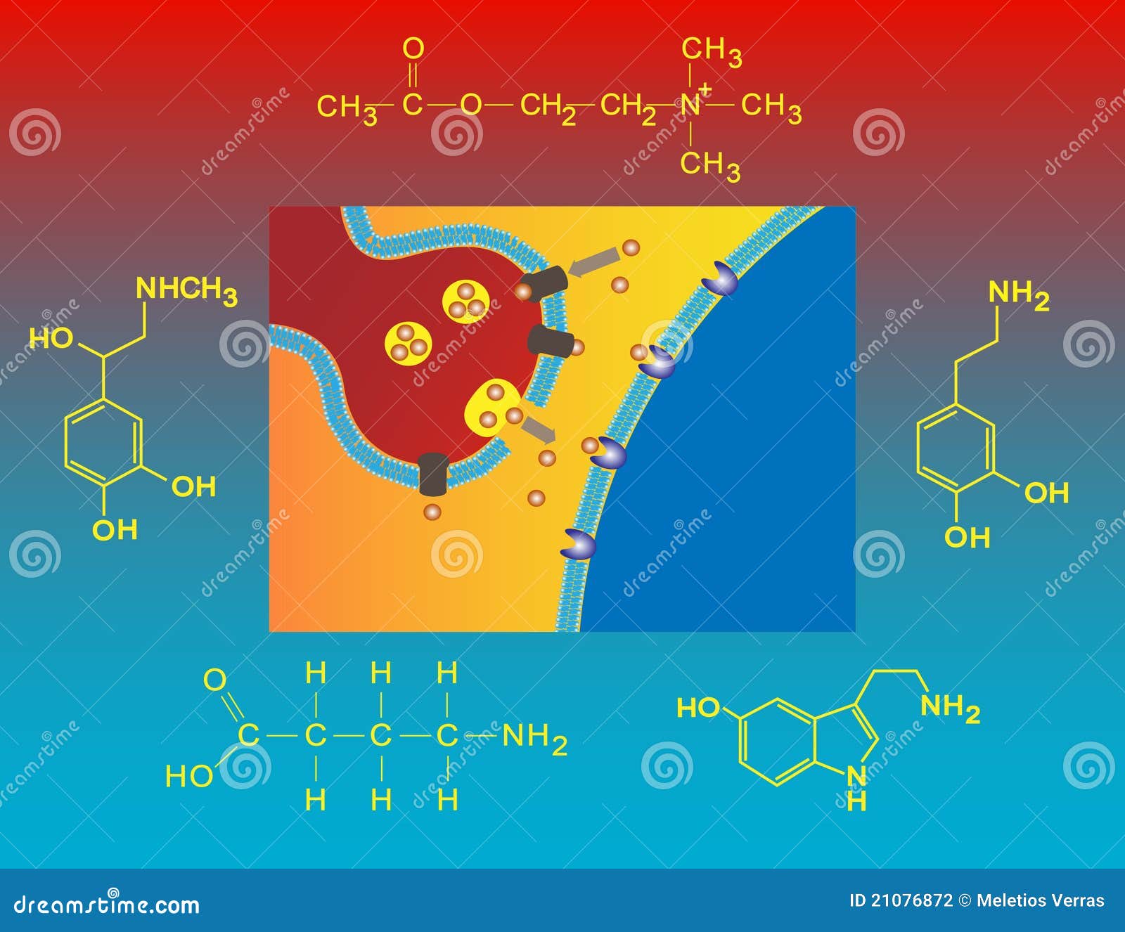 Neurotransmitters stock illustration. Illustration of neuroscience ...