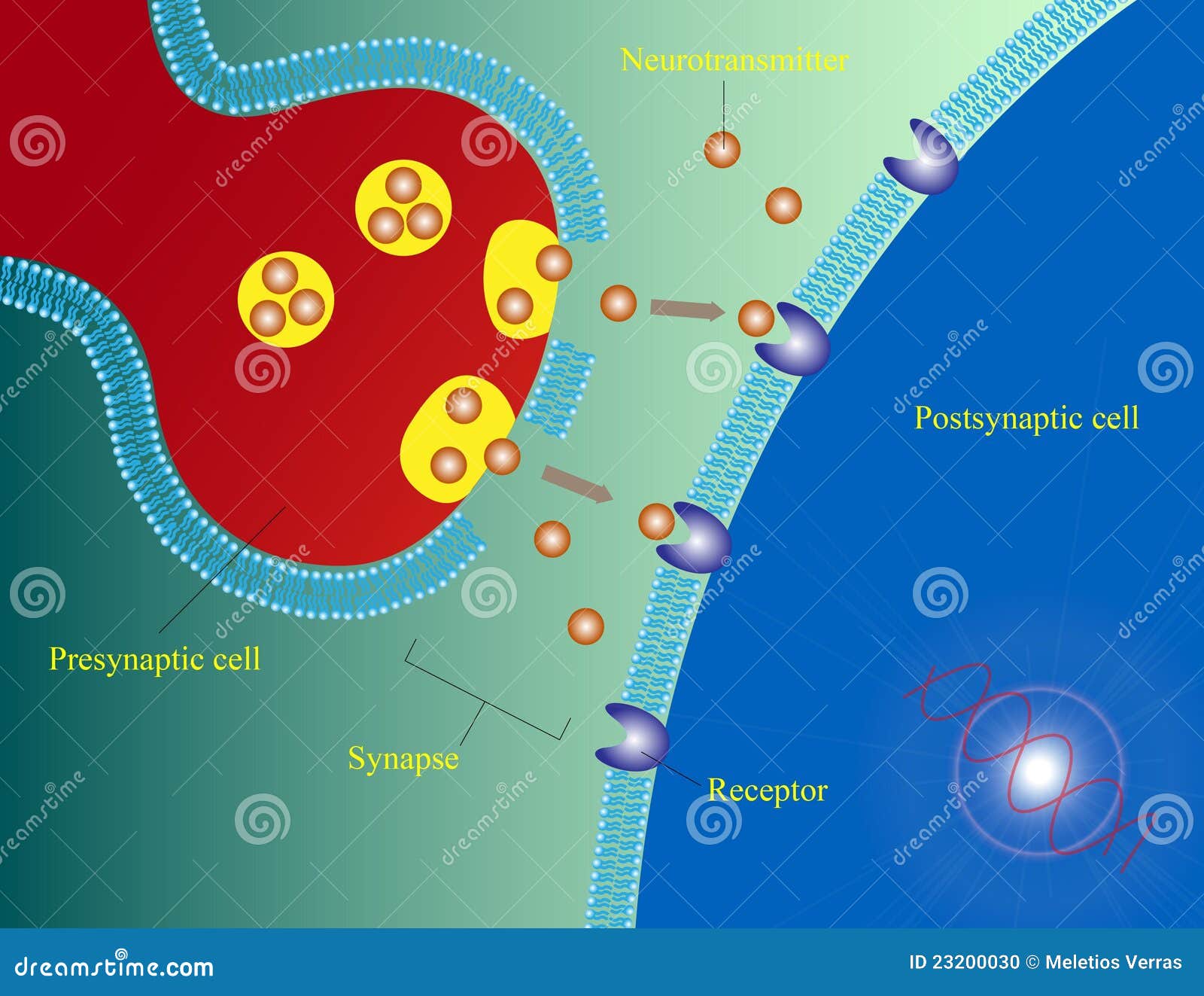 Neurotransmitters stock illustration. Illustration of neurotransmitters ...
