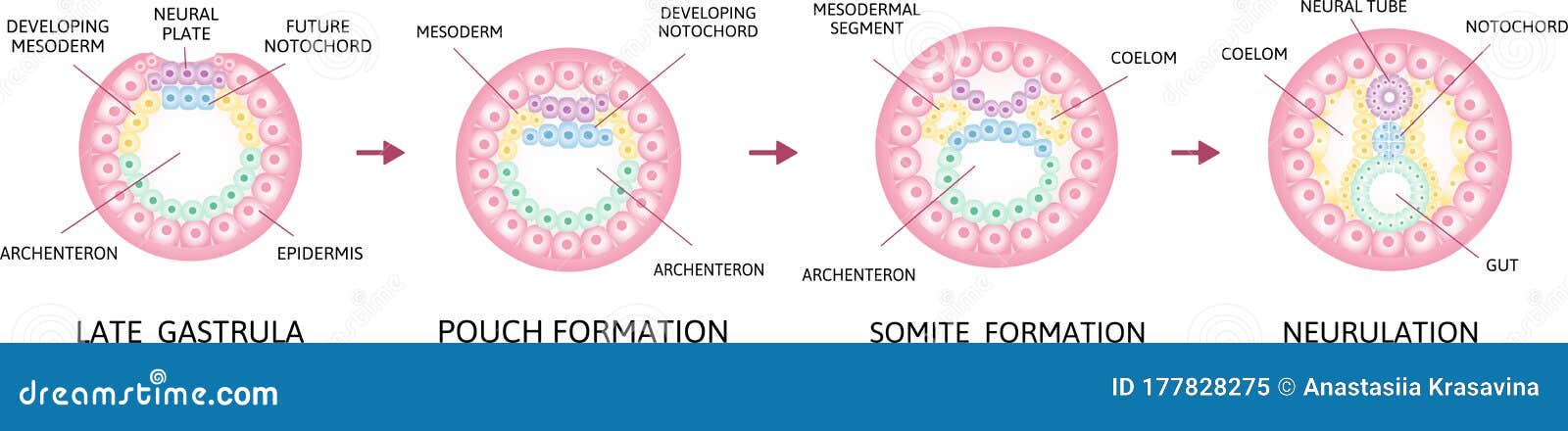 Neurulation Oder Umwandlung Der Neuralplatte in Das Neuralrohr Stock ...