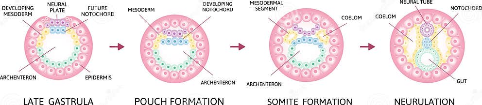 Neurulation Oder Umwandlung Der Neuralplatte in Das Neuralrohr Stock ...