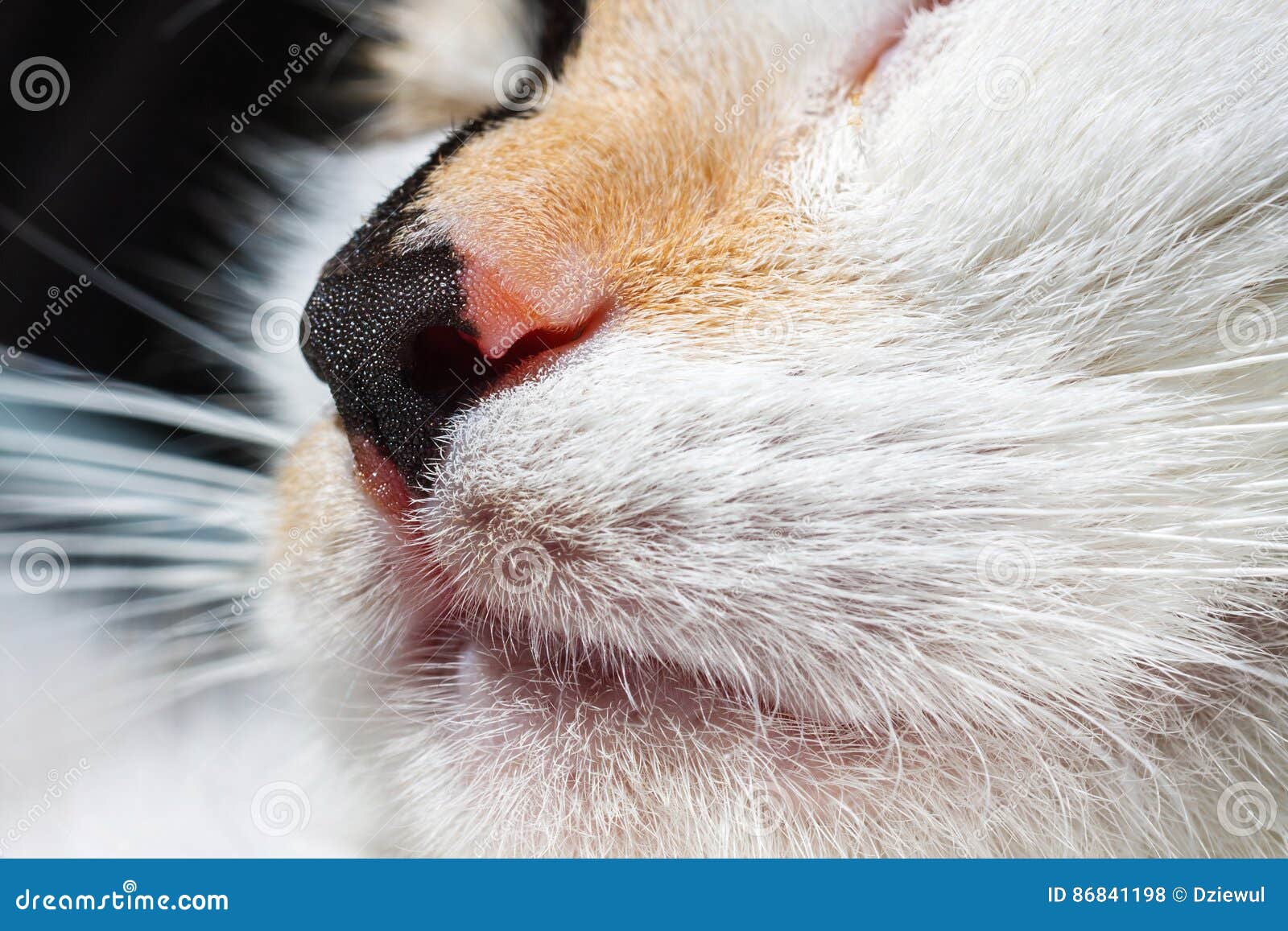Neus en mond van een kat stock foto. Image of smelten - 86841198