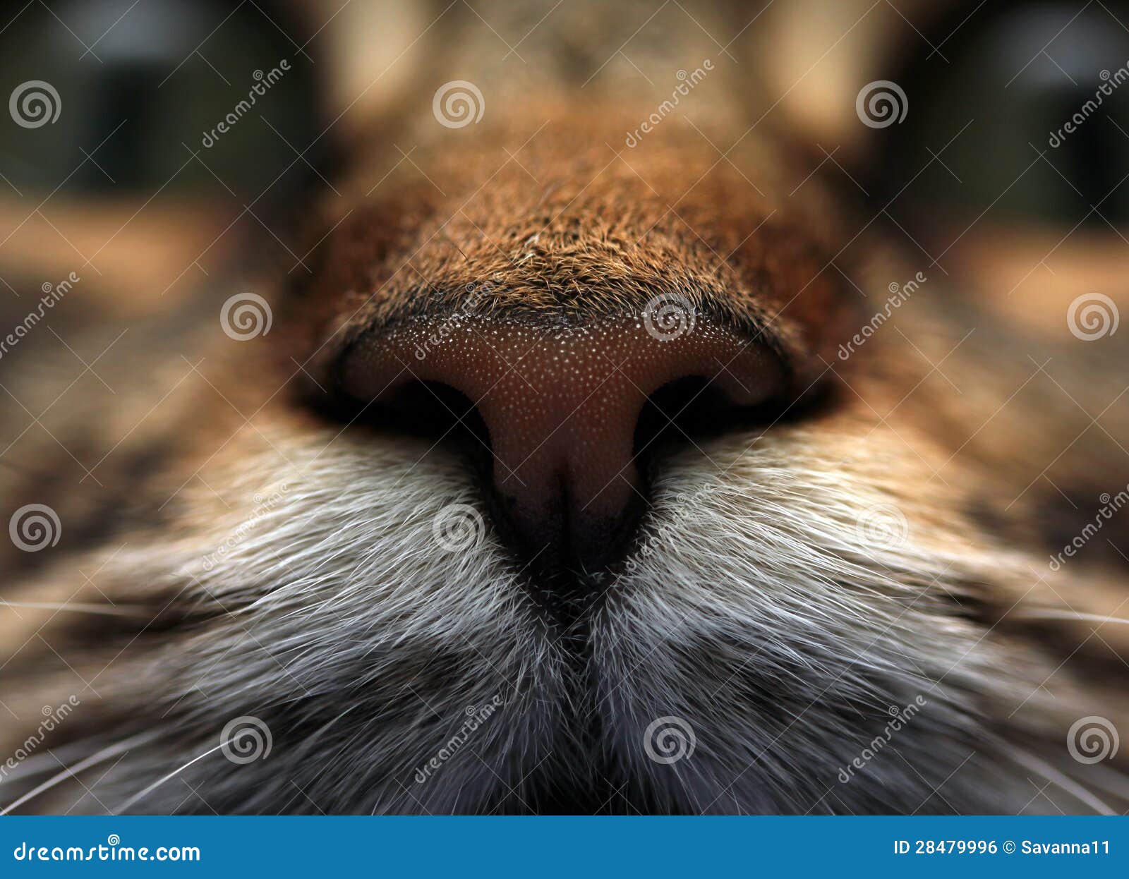 Neus van een kat stock foto. Image of dier, deel, haar - 28479996