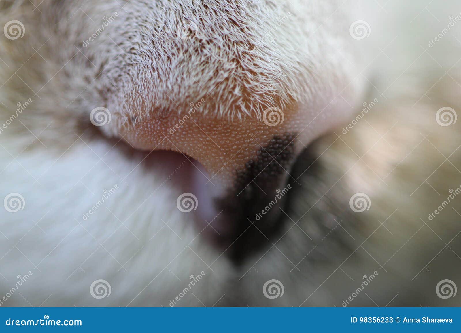 Neus van een kat stock afbeelding. Image of zoogdier - 98356233