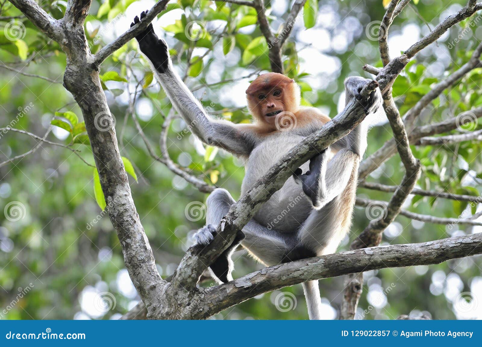 Neusaap, Proboscis Monkey, Nasalis Larvatus Stock Image - Image of ...