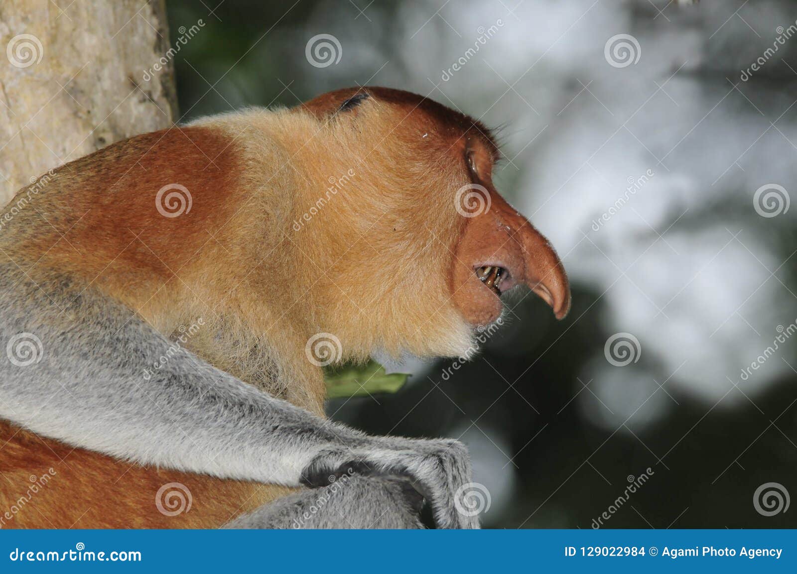 Neusaap, Proboscis Monkey, Nasalis Larvatus Stock Photo - Image of azie ...