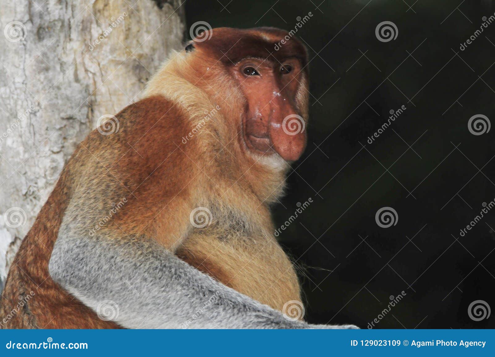 Neusaap, Proboscis Monkey, Nasalis Larvatus Stock Image - Image of ...