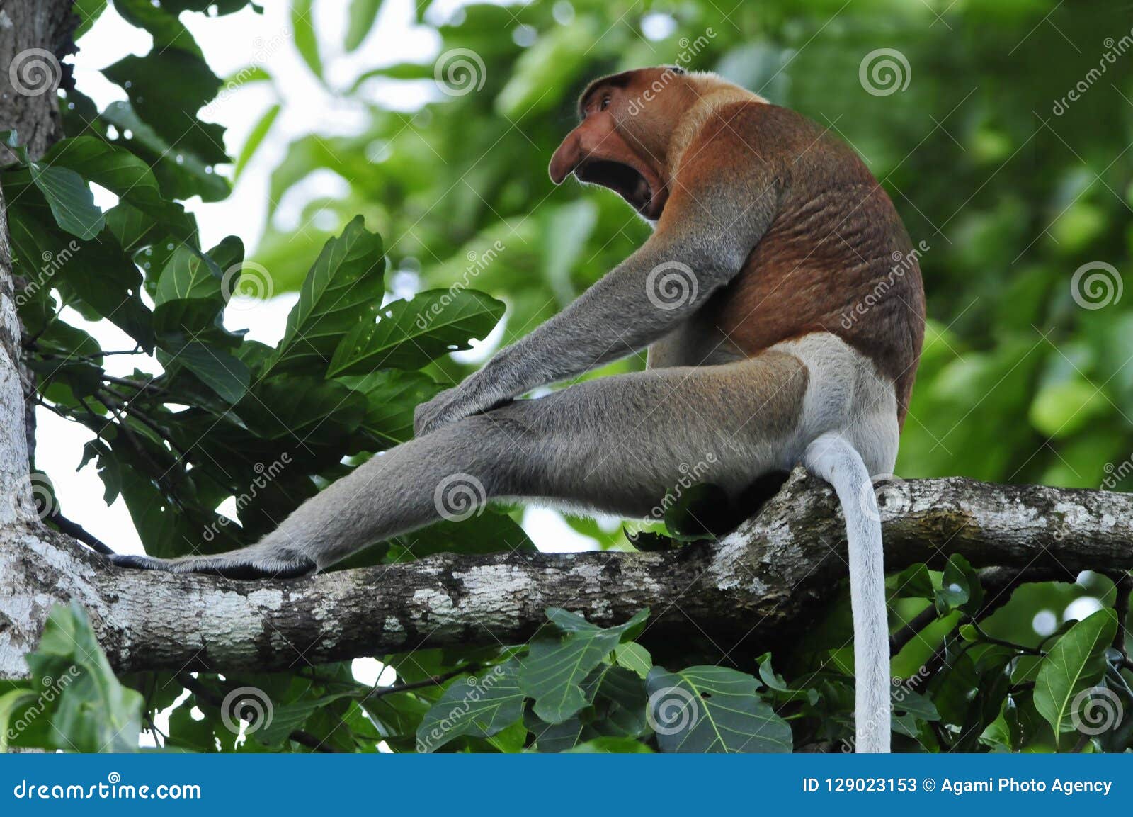 Neusaap, Proboscis Monkey, Nasalis Larvatus Stock Image - Image of ...