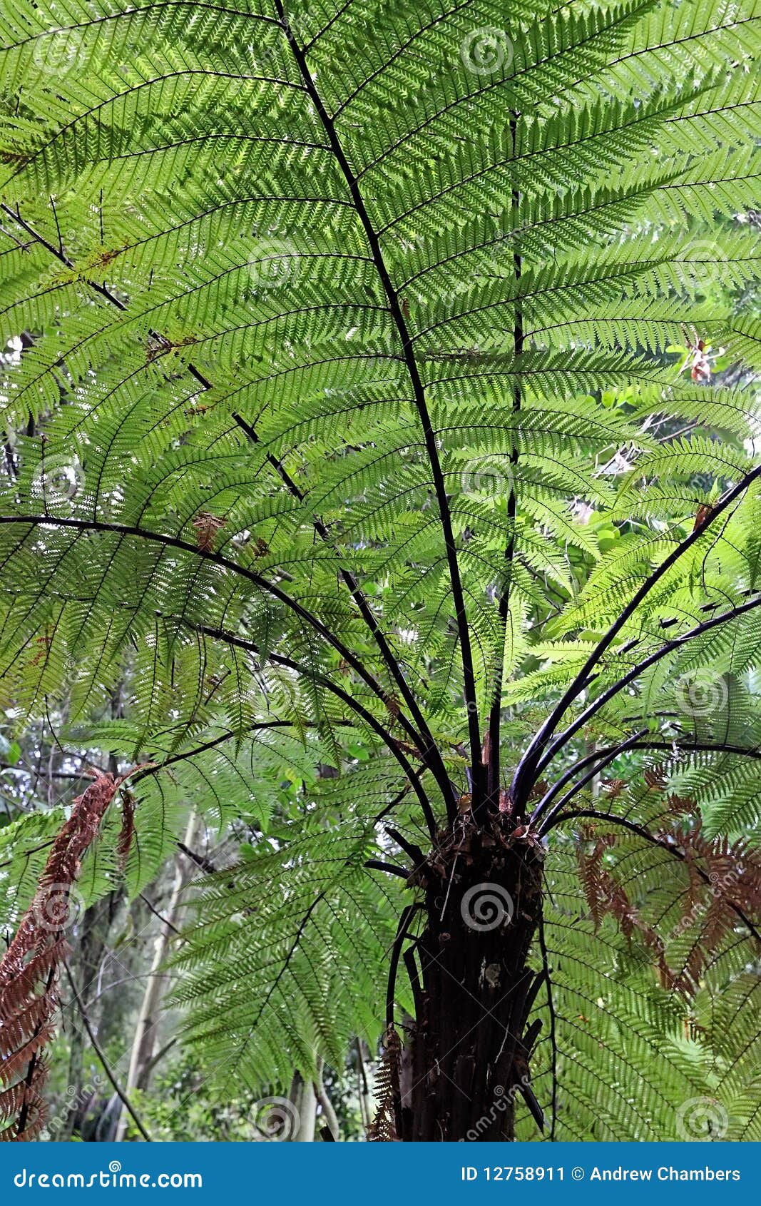 Neuseeland-Farn-Baum stockbild. Bild von eingebürgert - 12758911