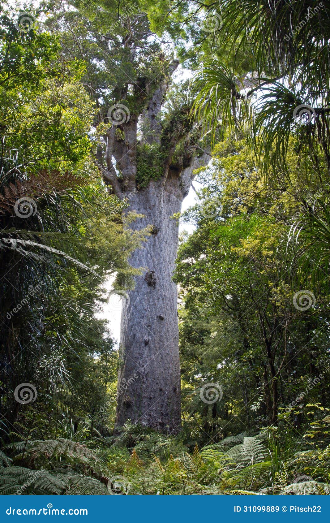 Neuseeland, Kauribaum Tane Mahuta Stockbild - Bild von landschaft, wald ...