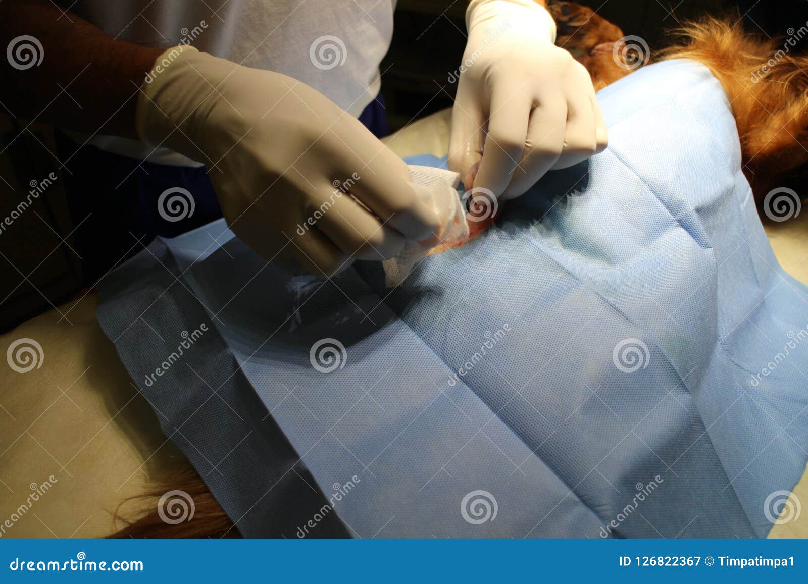 Neutering Castration by Dachshund Stock Image - Image of finger ...