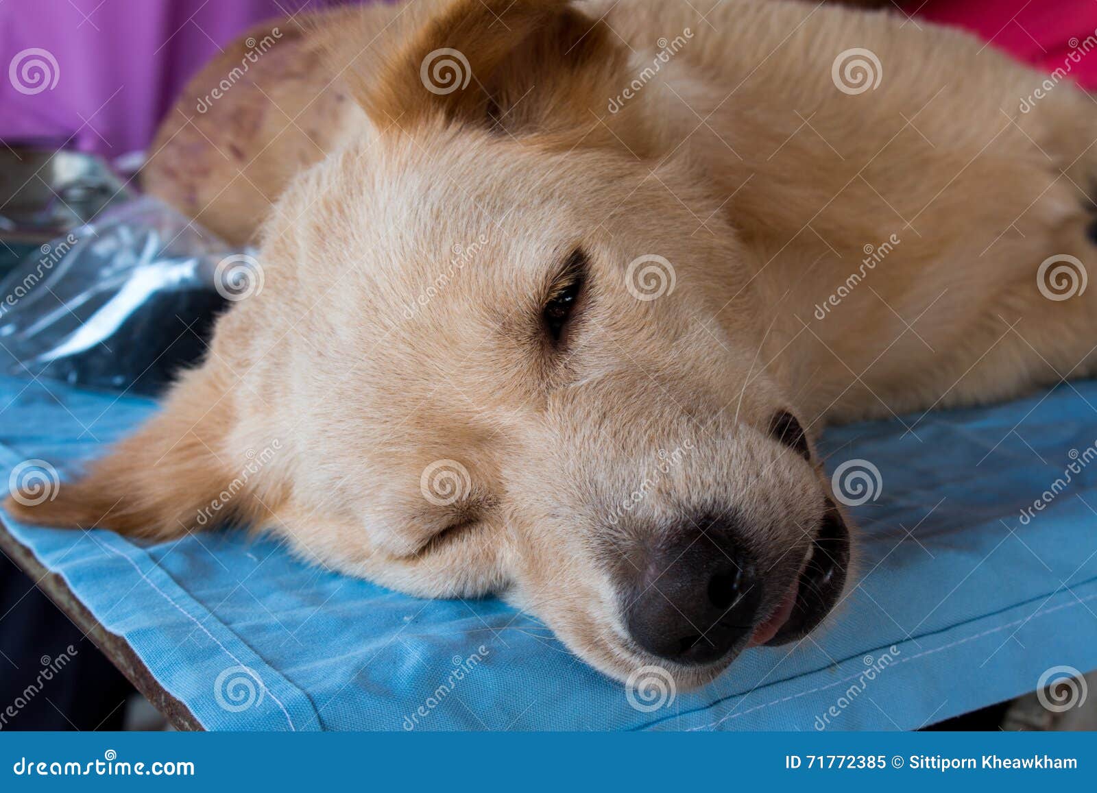 Neutering Dogs Stock Photos - Free & Royalty-Free Stock Photos from ...