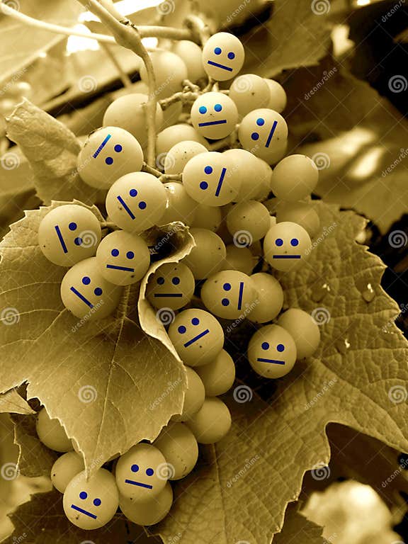 Neutral grape stock image. Image of emotional, close, grapes - 328441