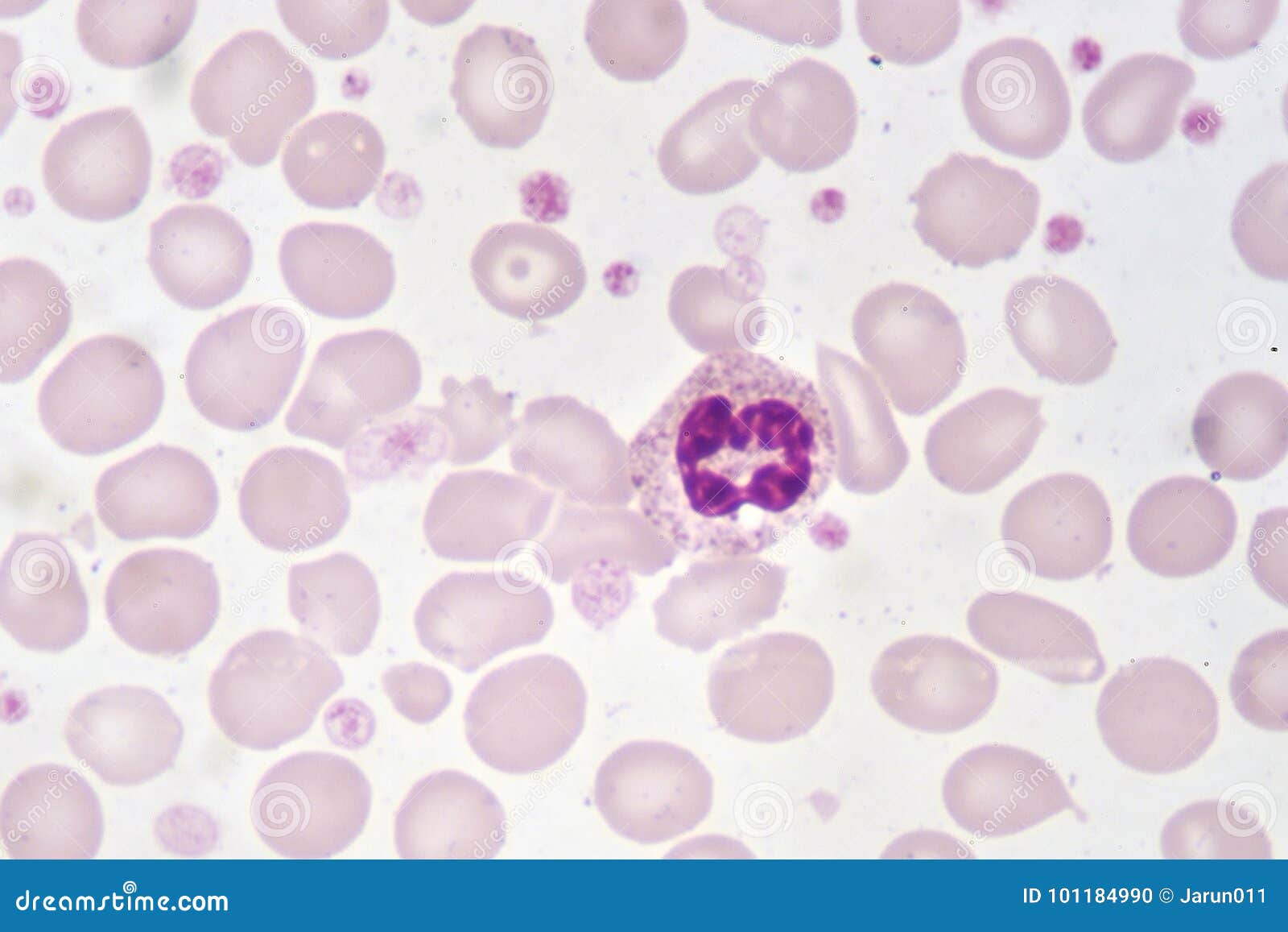 Neutrophil cell stock photo. Image of microscopy, eosinophil - 101184990