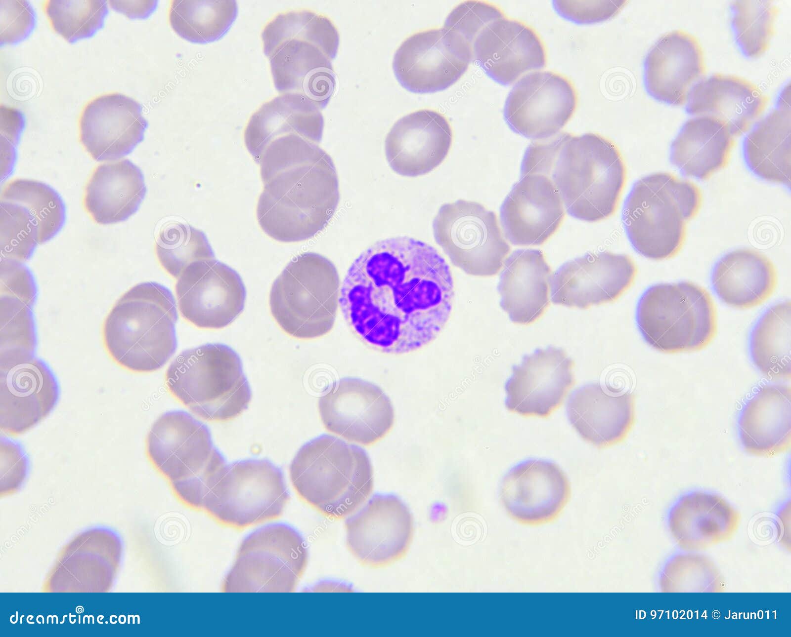 Neutrophil cell stock photo. Image of checkup, laboratory - 97102014