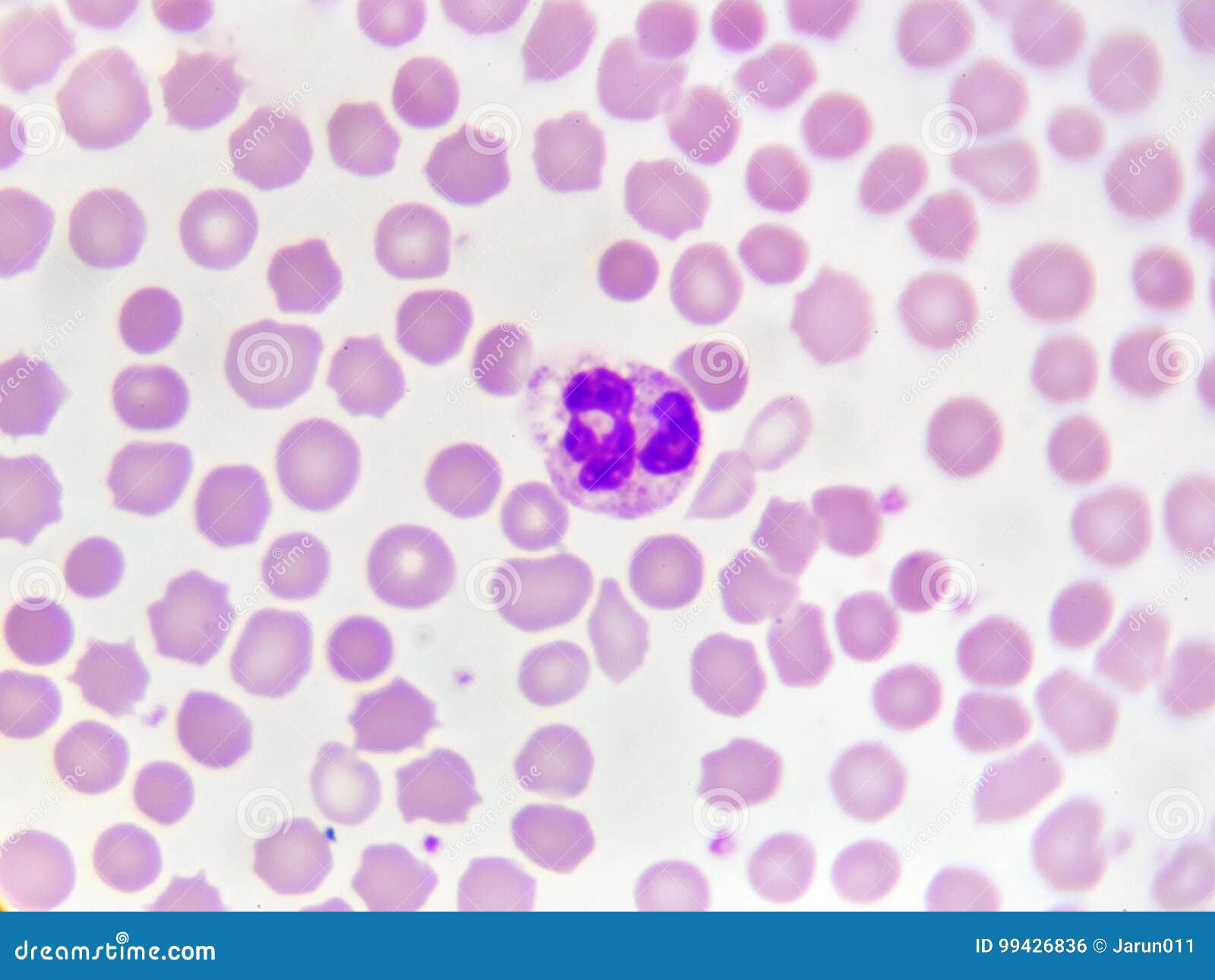 Neutrophil cell stock photo. Image of basophil, cells - 99426836