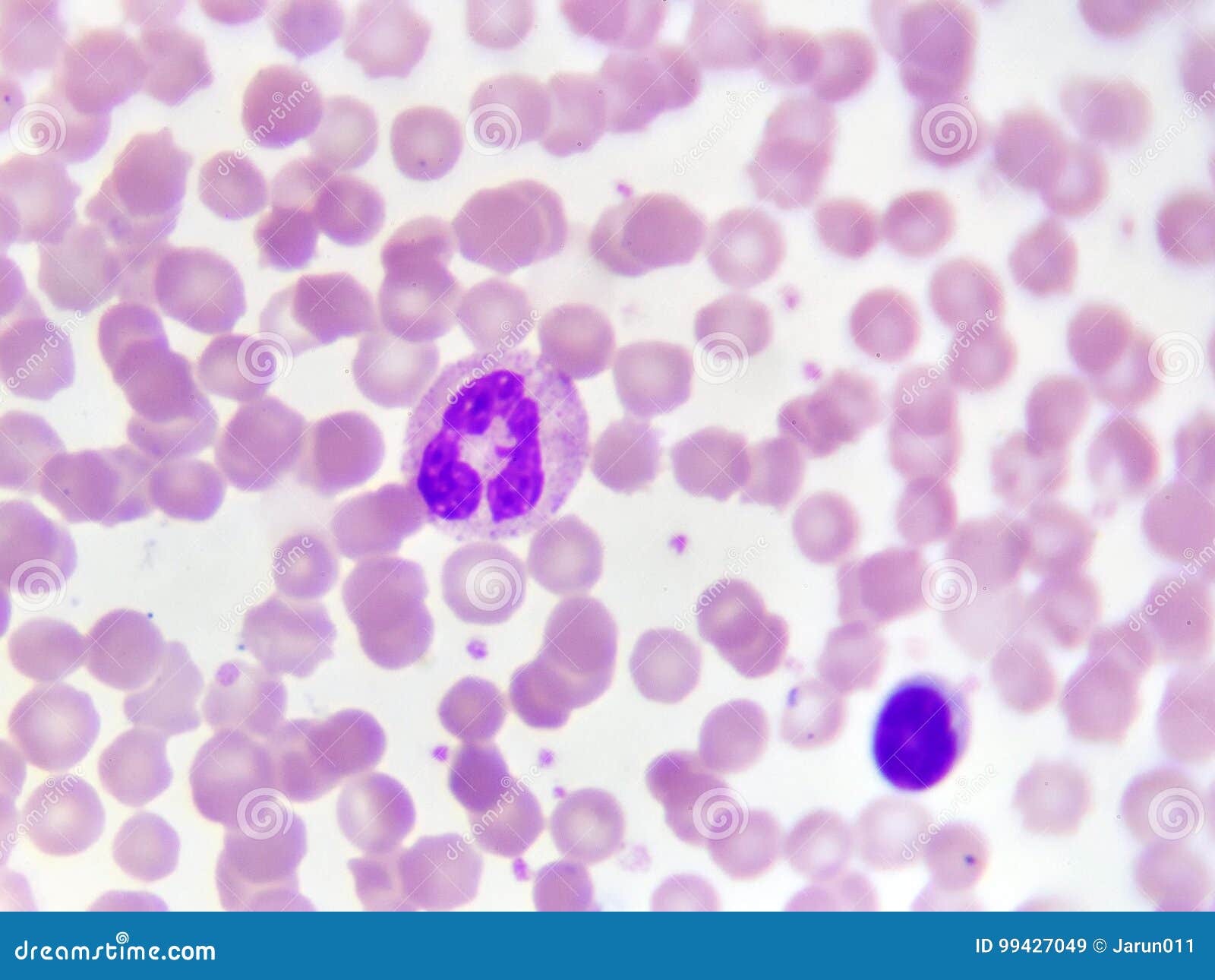 Neutrophil cell stock image. Image of microscopic, basophil - 99427049