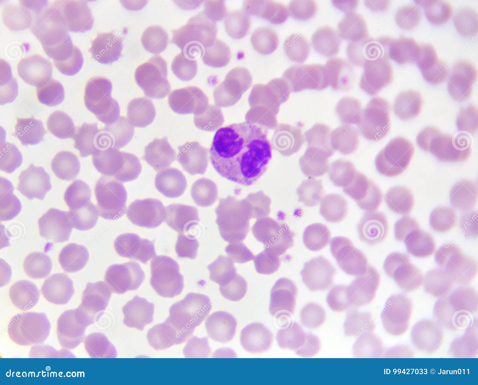 Neutrophil cell stock image. Image of microscope, eosinophil - 99427033