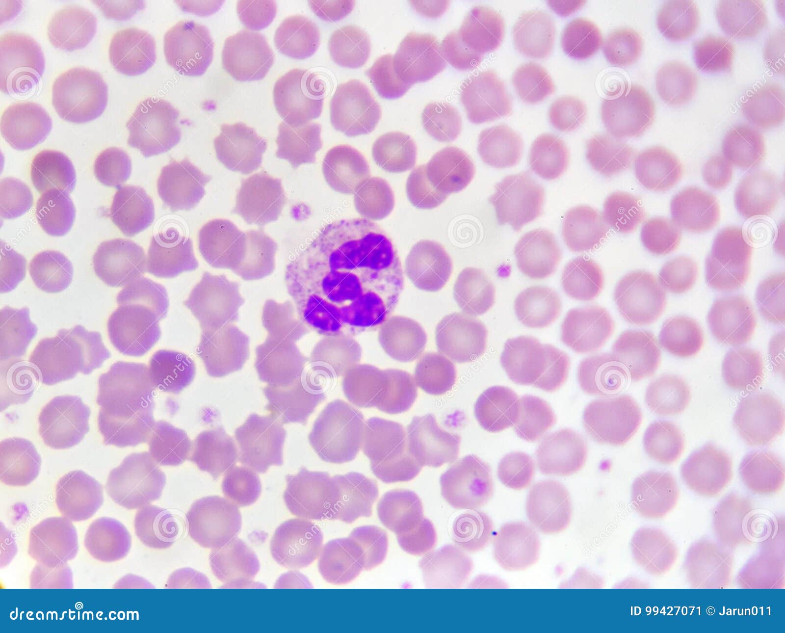 Neutrophil cell stock image. Image of microscope, basophil - 99427071