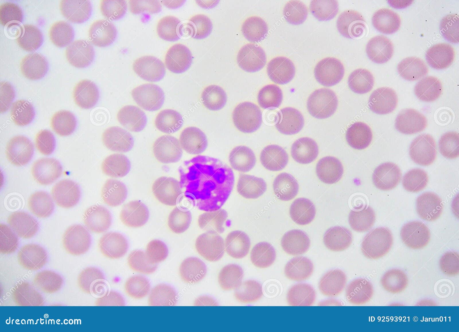 Neutrophil cell stock image. Image of analyzing, cell - 92593921