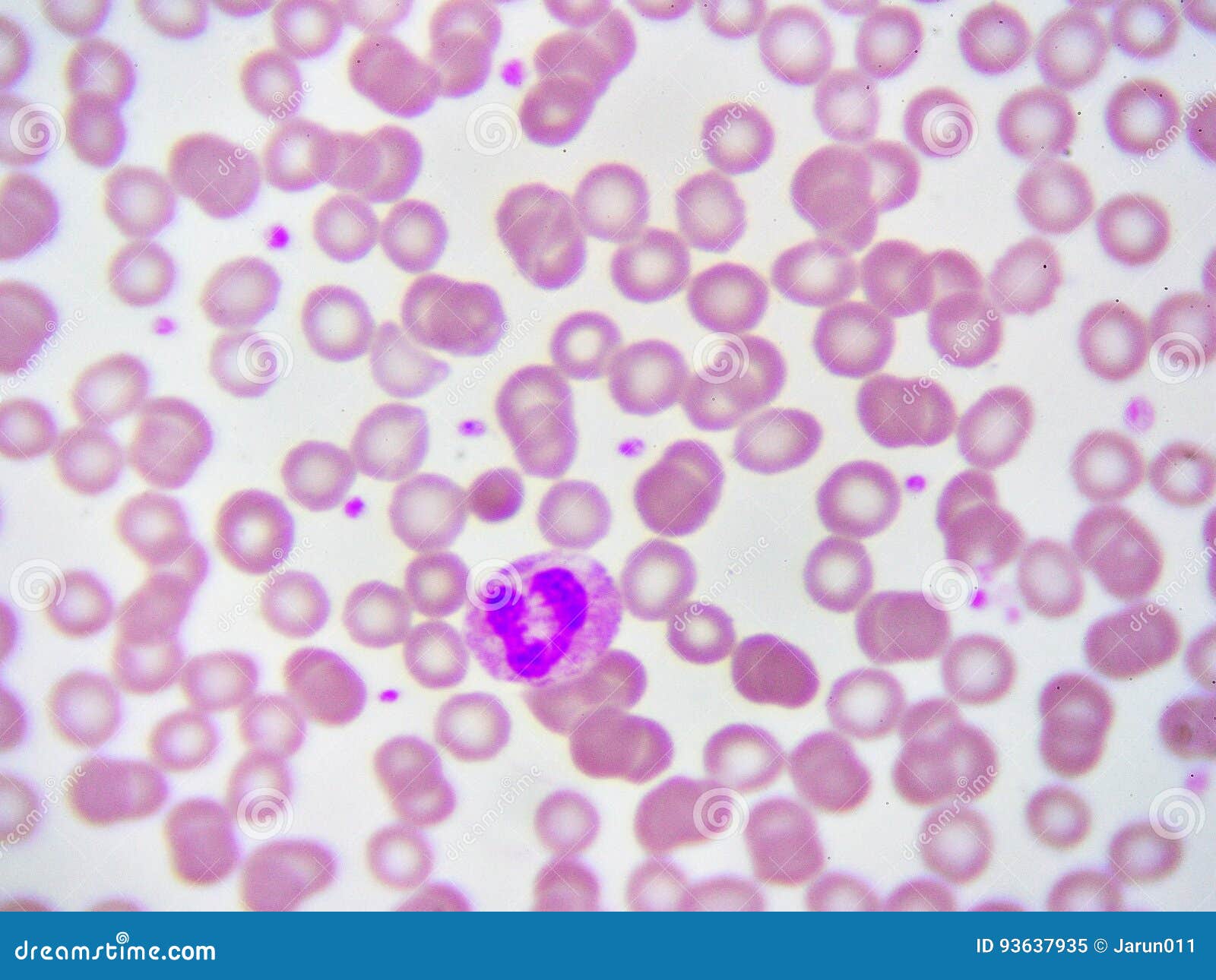 Neutrophil cell stock image. Image of basophil, microscopy - 93637935