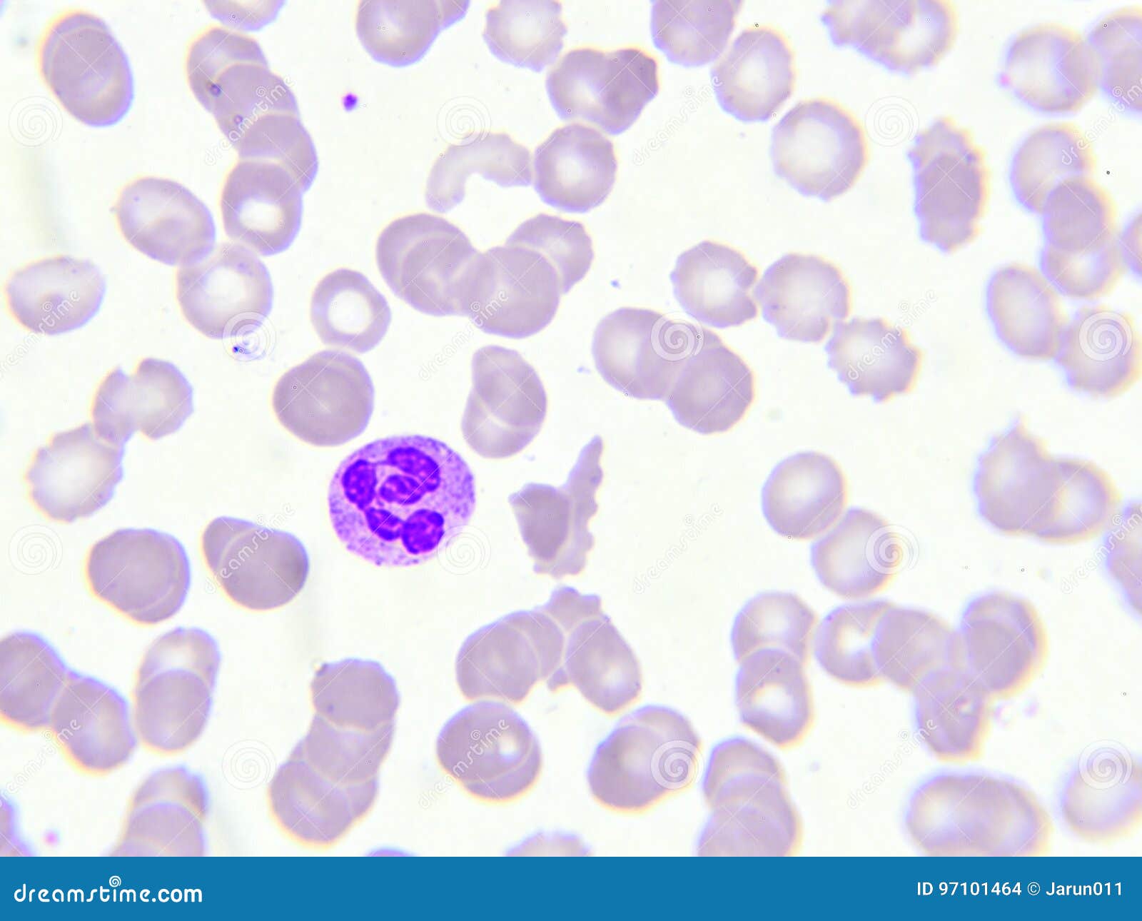 Neutrophil cell stock photo. Image of care, neutrophil - 97101464