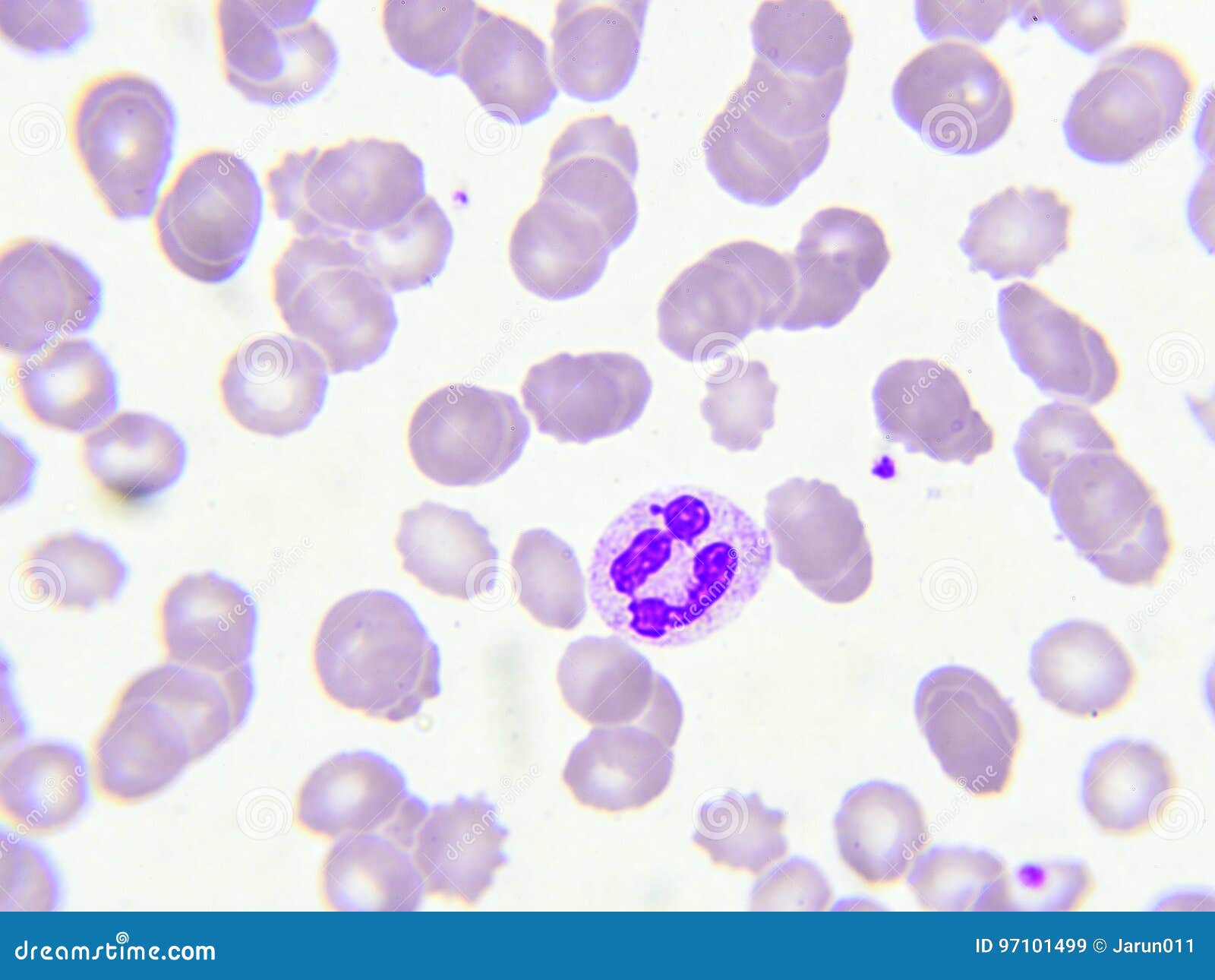 Neutrophil cell stock image. Image of microscope, lymphocyte - 97101499