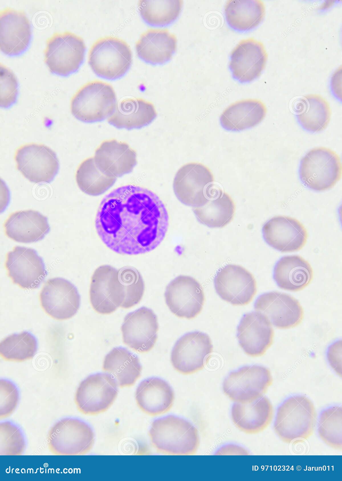 Neutrophil cell stock photo. Image of health, neutrophil - 97102324