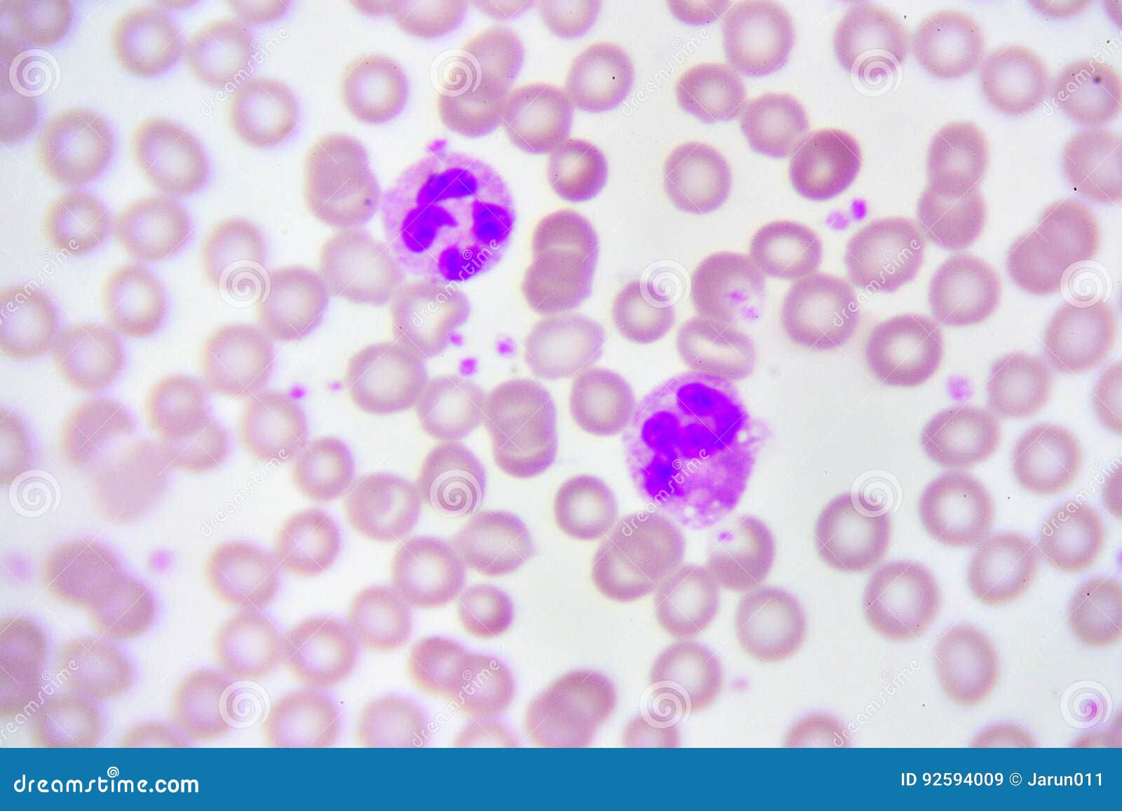 Neutrophil cells stock image. Image of basophil, monocyte - 92594009