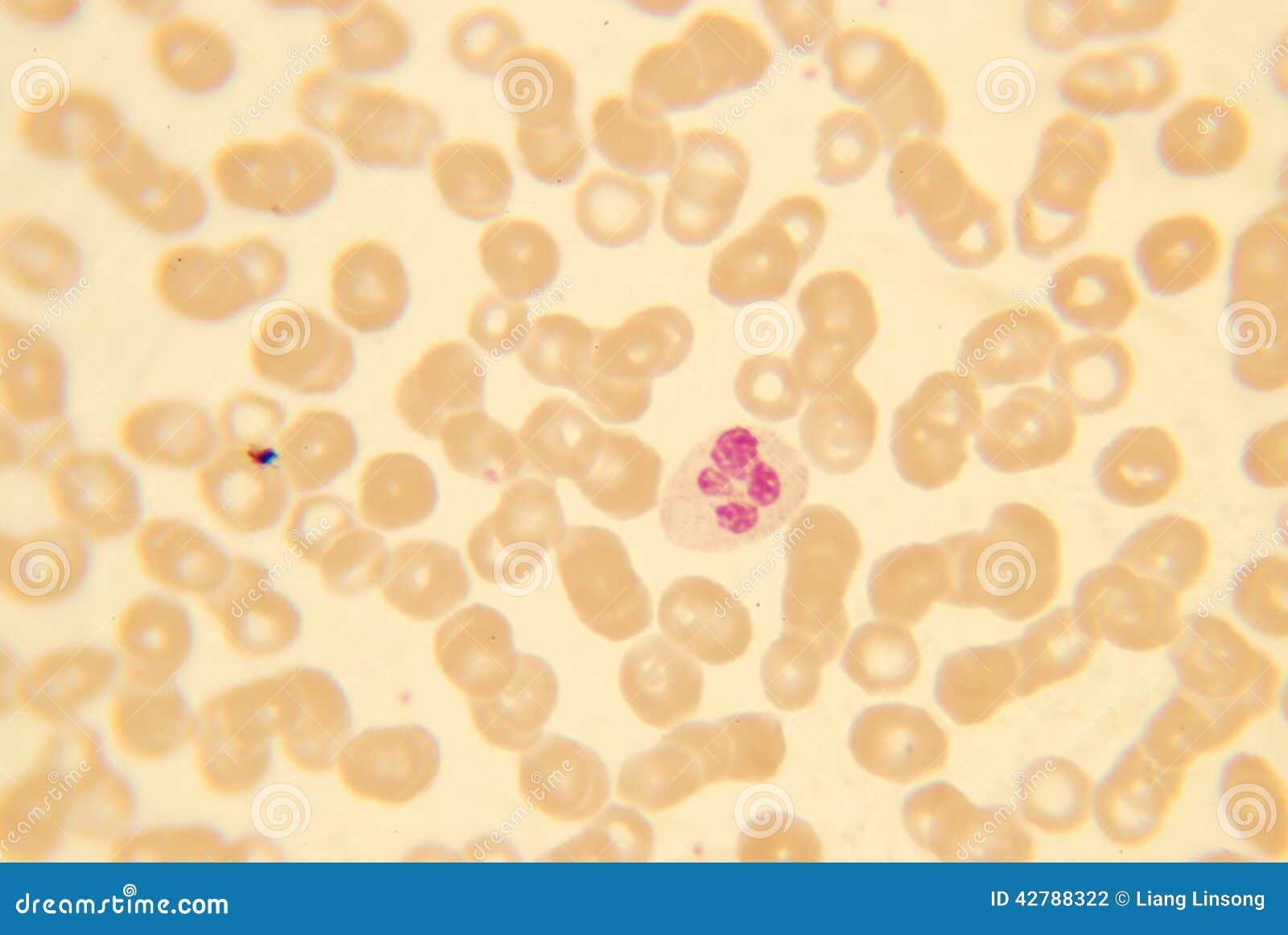 Neutrophil stock photo. Image of beripheral, cell, microscope - 42788322