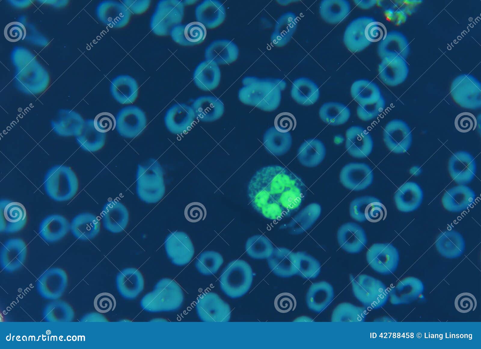 Neutrophil stock photo. Image of acid, medical, monocyte - 42788458