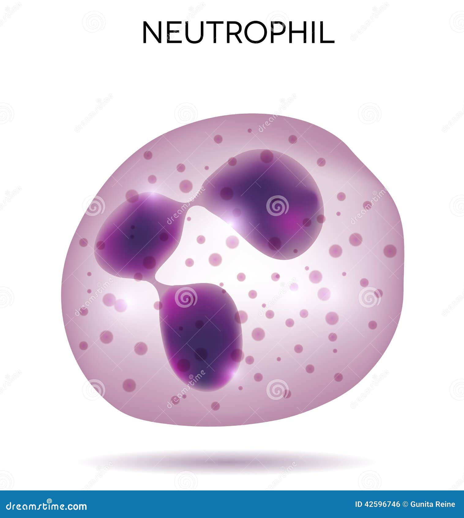 Neutrophil van de bloedcel vector illustratie. Illustration of ...
