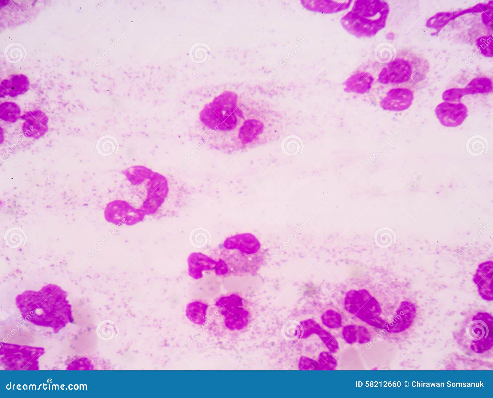 Neutrophil White Blood Cells. Stock Photo | CartoonDealer.com #58212660