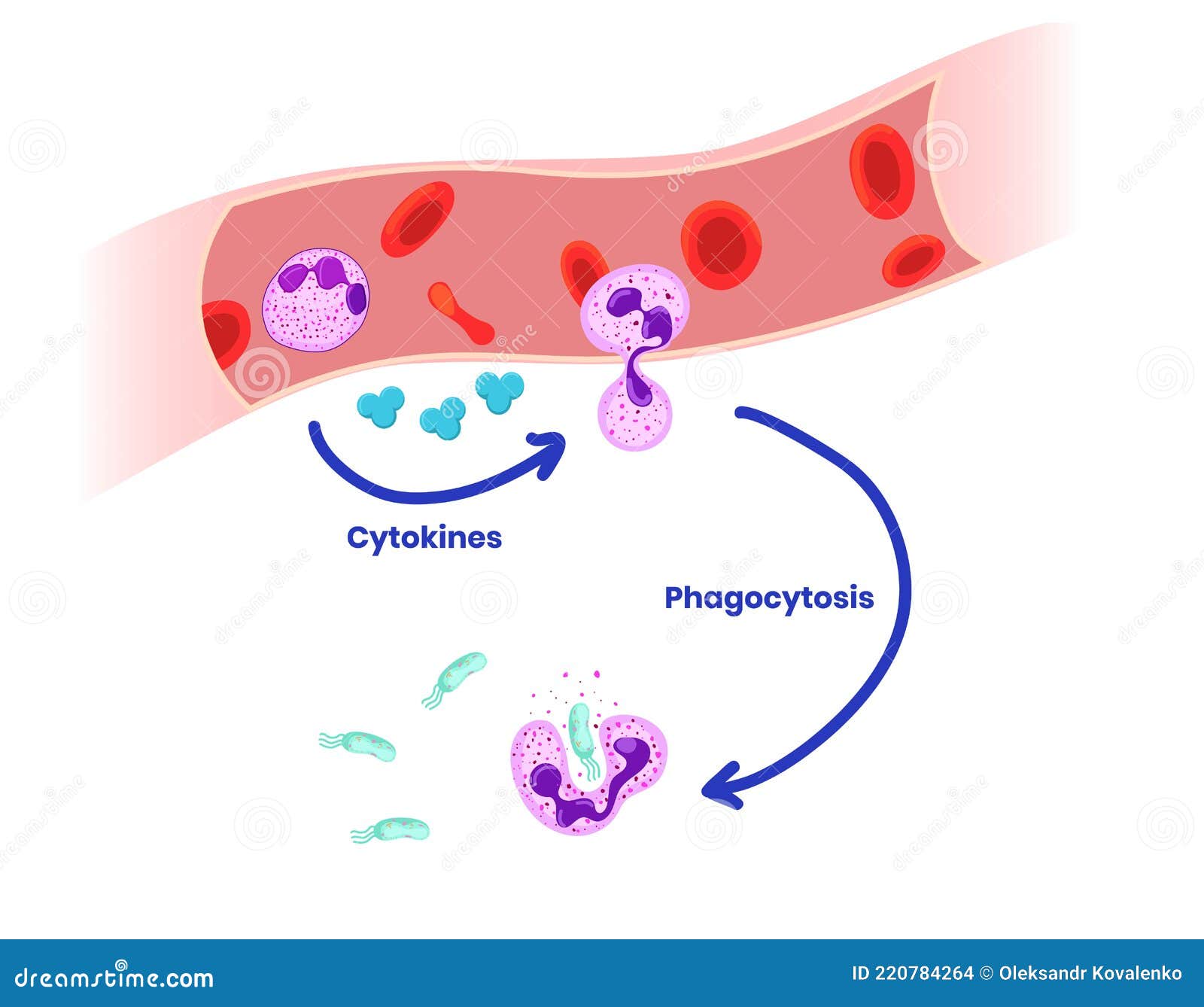 Neutrophils Phagocytosis of Bacteria Stages Stock Vector - Illustration ...