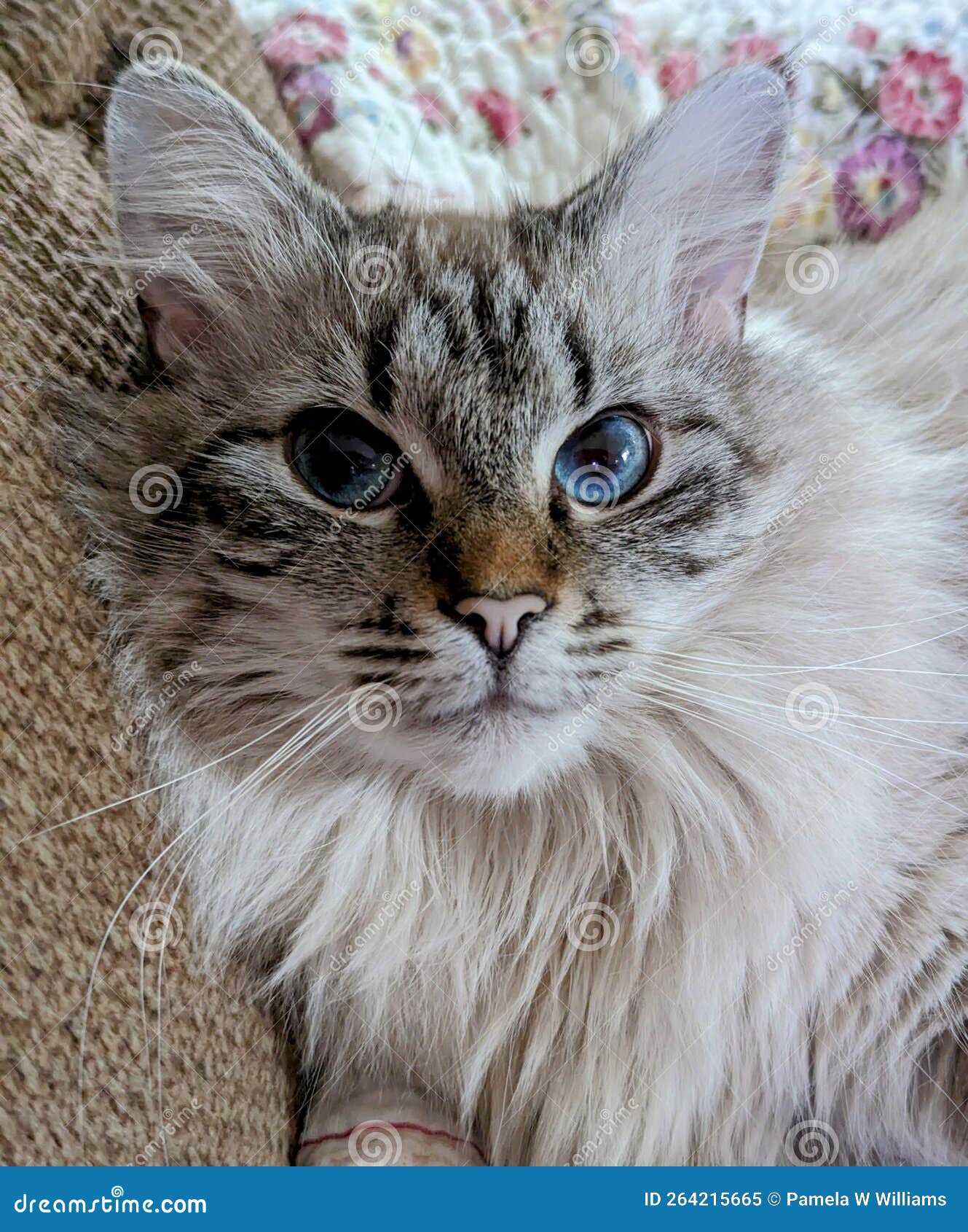 Neva Masquerade Cat with Deep Blue Eyes Stock Image - Image of neva ...