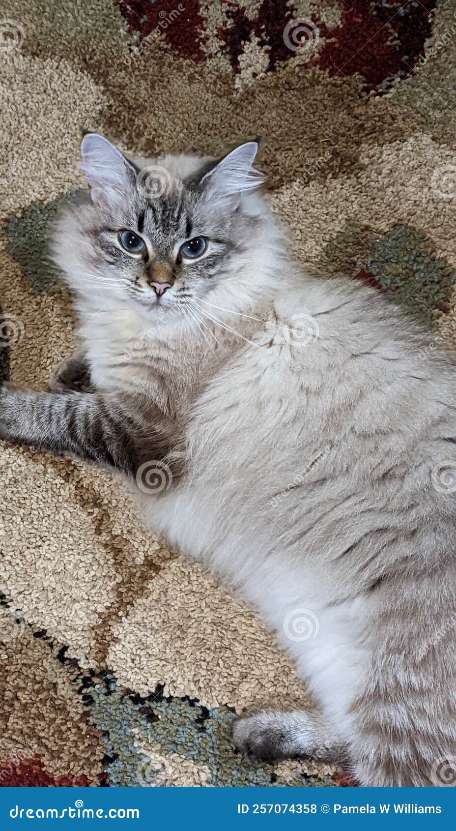 Neva Masquerade Cat One Year of Age Stock Photo - Image of mammal ...