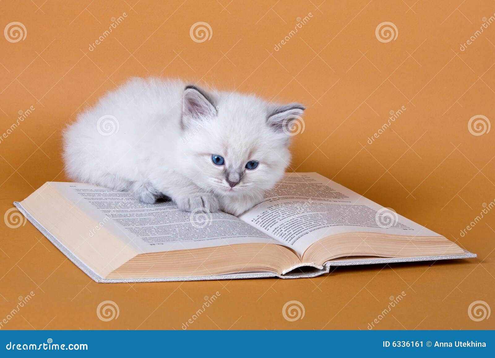 3,206 Baby Masquerade Stock Photos - Free & Royalty-Free Stock Photos ...