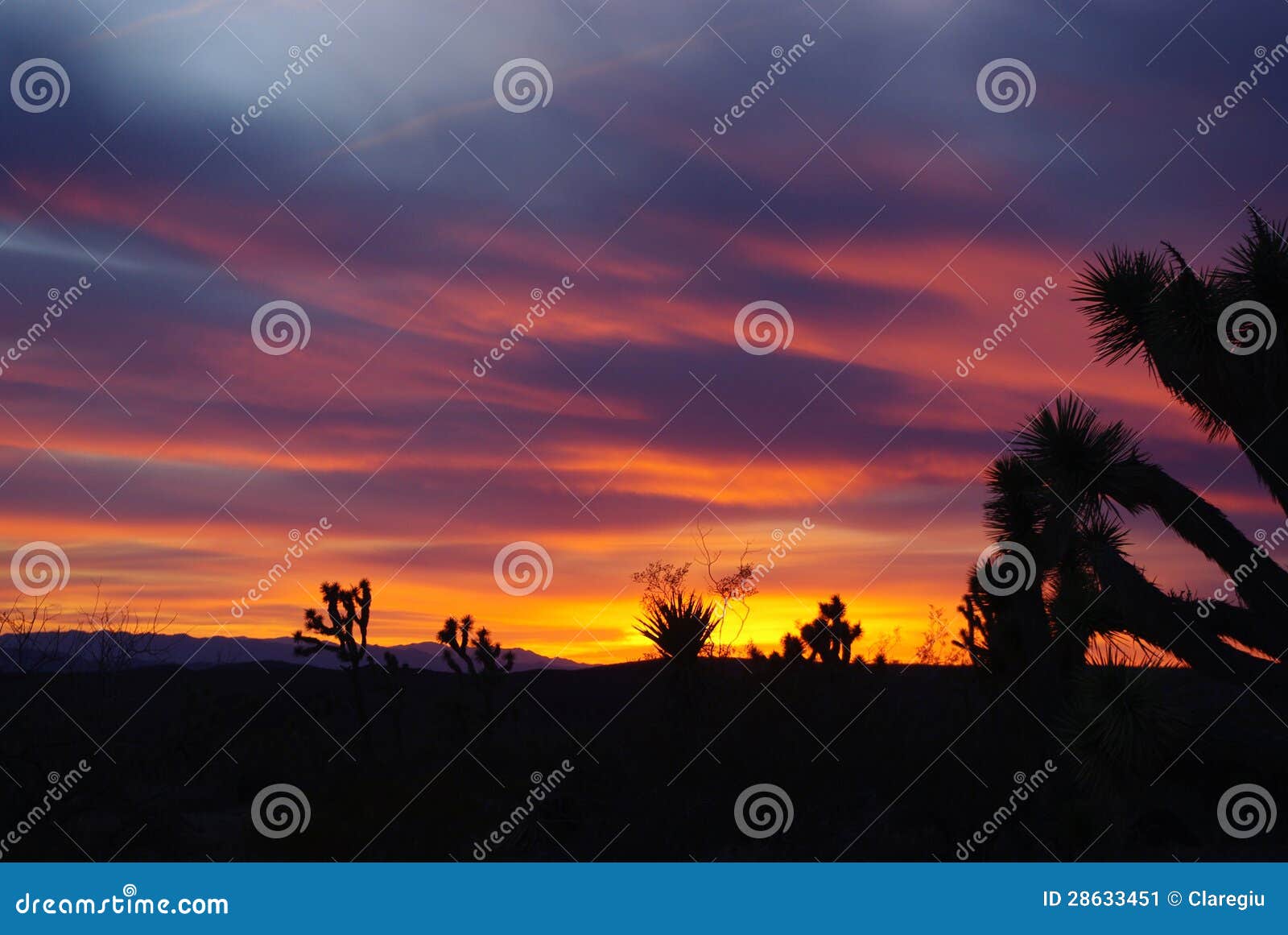 Nevada sunset stock image. Image of cactus, outdoors - 28633451