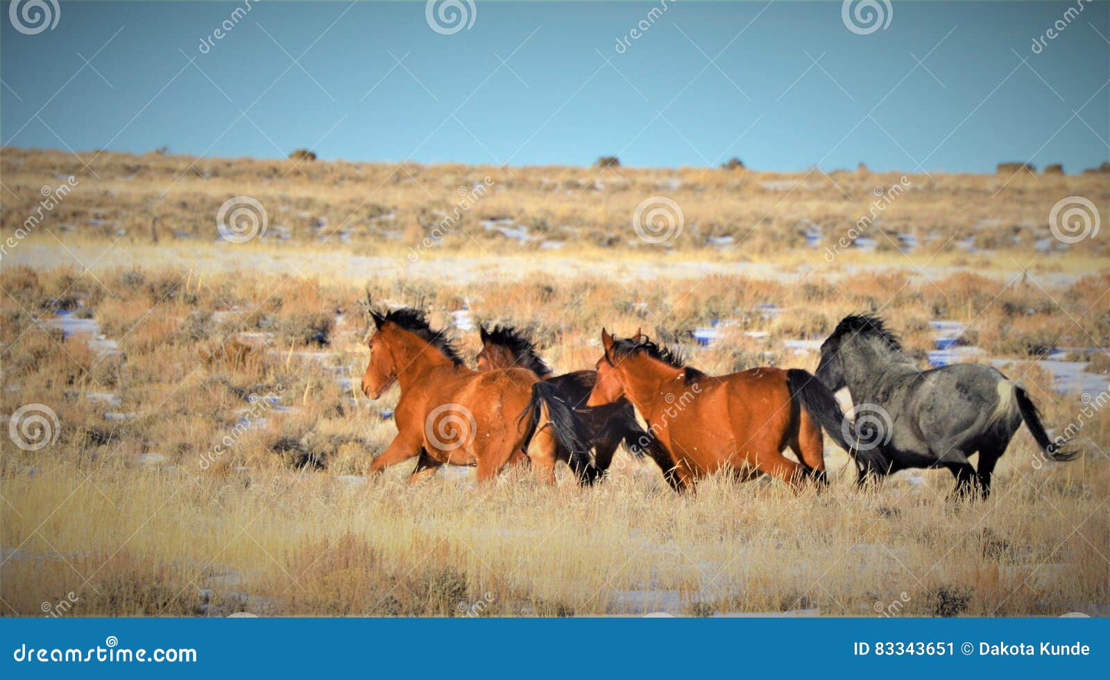 Nevada Wild Horses stock image. Image of antelope, nevada - 83343651